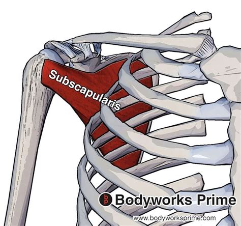 Subscapularis Muscle Anatomy Bodyworks Prime