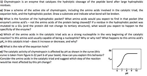 1 Chymotrypsin Is An Enzyme That Catalyzes The