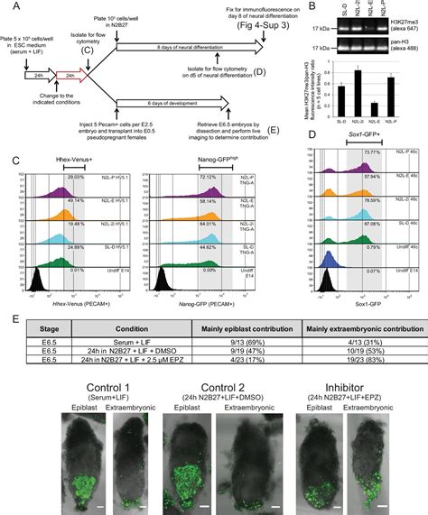 Polycomb Enables Primitive Endoderm Lineage Priming In Embryonic Stem