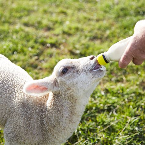 Basic Lambing And Rearing Guide — Rangiora Vet Centre