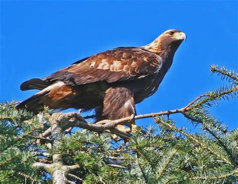 The Highest Density Of Nesting Golden Eagles In The World Lies In