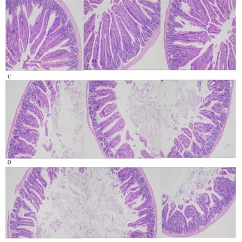 The Morphology Of Terminal Ileum 100× In Each Group Ae Refer To The Morphology Of Terminal Ileum 100× In Each Group Ae Refer To