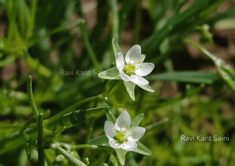 Spergularia Flaccida Madden Imturner Caryophyllaceae By Plants Of