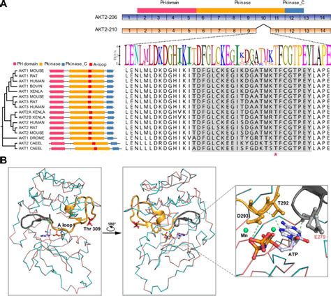 Transcriptome Wide Decoding The Roles Of Aberrant Splicing In Melanoma