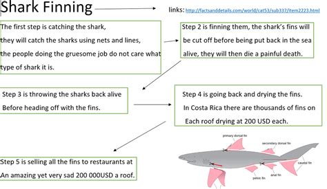 How We Get Fins And Why We Need Them Shark Finning