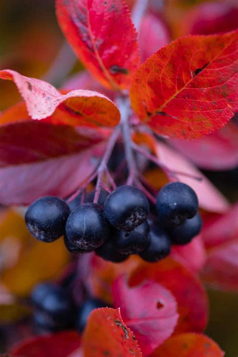 Aronia Native Plants For Vibrant Gardens Pith Vigor By Rochelle