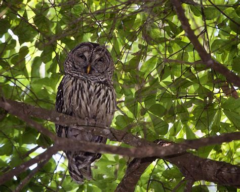 Hidden Camera Owl At Tricia Murdock Blog