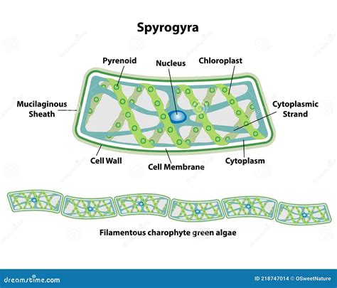 structure of spirogyra charophyte green algae with titles vector