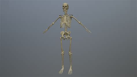 Anatomic Human Skeleton Low Poly Pbr 3d 모델 Turbosquid 1904976