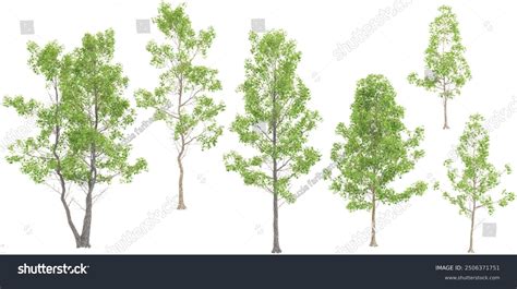 25 Tausend Erle Baum Lizenzfreie Bilder Stockfotos Und Aufnahmen Shutterstock