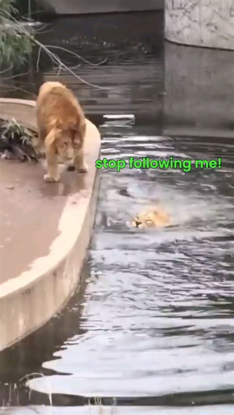 Lion Gets Distracted And Slips R Funnyvideos