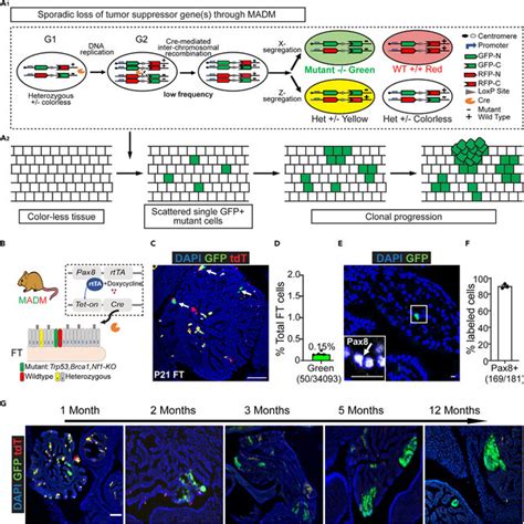 Induction Of Sparse Mutant Cells In The Fallopian Tube Through Madm