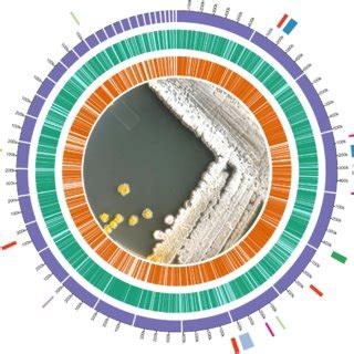Graphical Representation Of The Streptomyces Sp Fb2 Genome From The