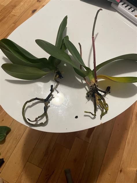After Cutting All Of The Root Rot Im Left With These Will My Orchids