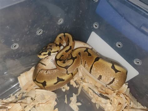 Spider Het Ultramel Ball Python By Urban Reptiles