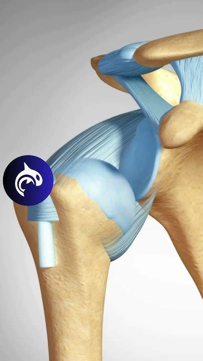 See The Difference Between A Shoulder Dislocation And Shoulder