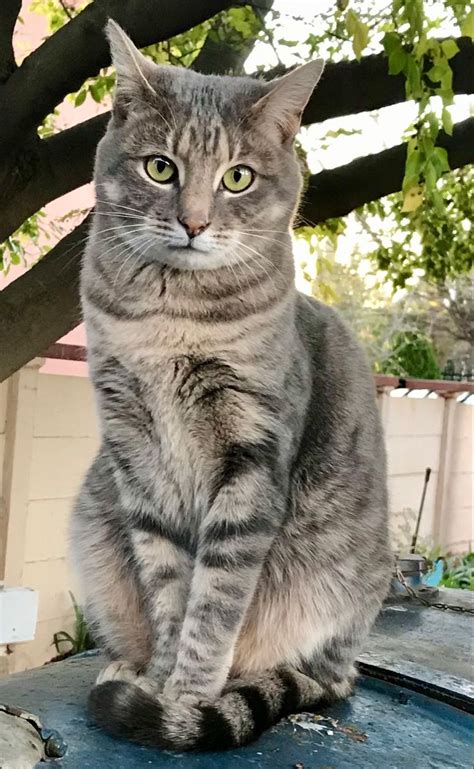 The A Z Of Grey Tabby Cat Artofit