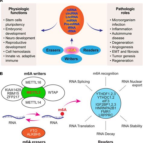 Historic Events Of The Study Of Rna Methylation The Discovery Of M5c