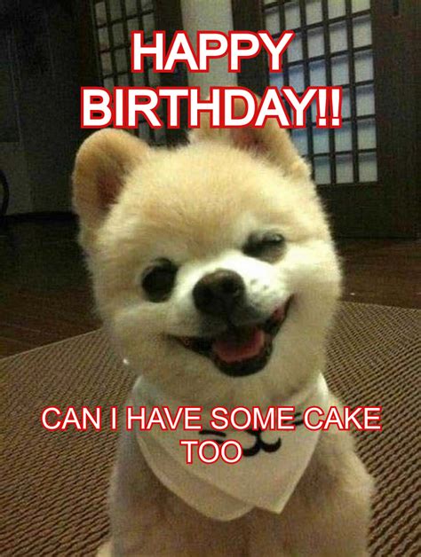 15 Best Happy Birthday Dog Memes For Your Enjoyment Petpress