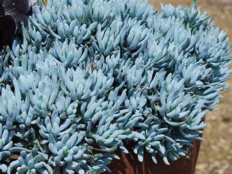 Senecio Serpens Granton Plants Hobart