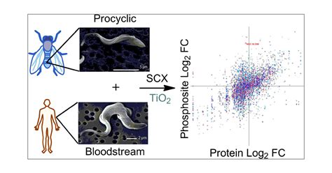 Trypanosoma Brucei Morphology
