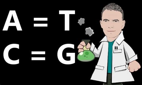 Erwin Chargaff Biography Facts And Pictures