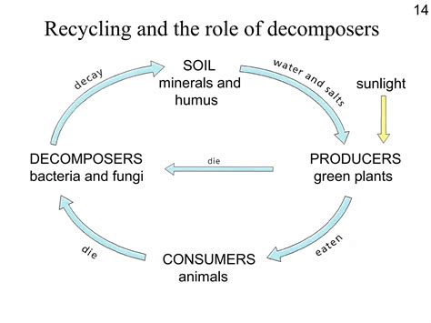 Interdependence Ppt