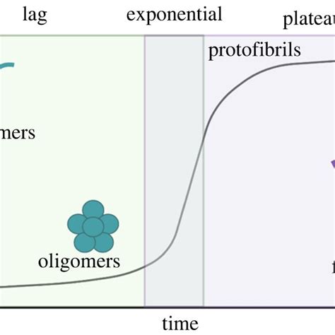 Amyloid Aggregation Pathway The First Step Is Known As The Lag Phase