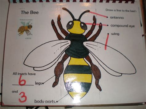 Bee Drawing With Labels At Natalie Axon Blog