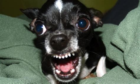 Video Stray Chihuahuas Terrorising American Town