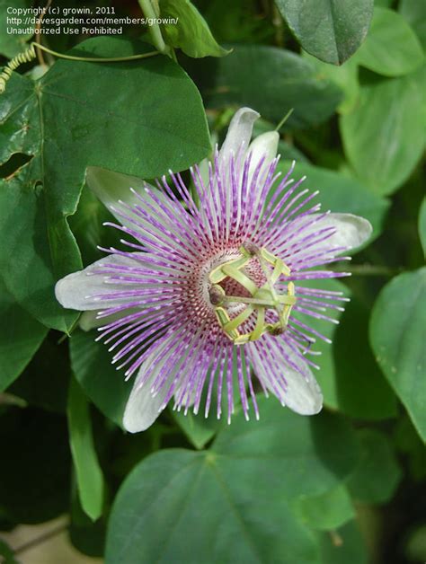 Plant Identification Closed Which Passiflora Please 1 By Growin