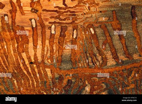 Bark Beetle Dendroctonus Pseudotsugae Larvae With Radiating Galleries