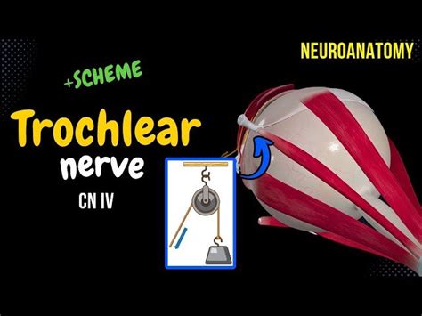 Free Video Trochlear Nerve Anatomy Function And Clinical Relevance