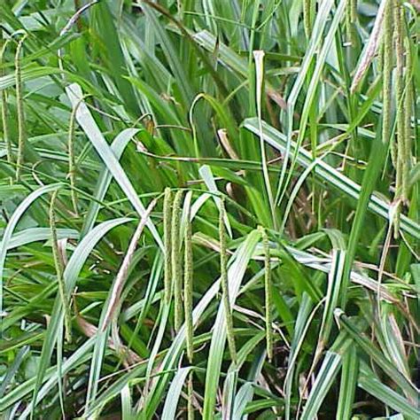 Seeds Of Pendulous Sedge Carex Pendula The Original Garden