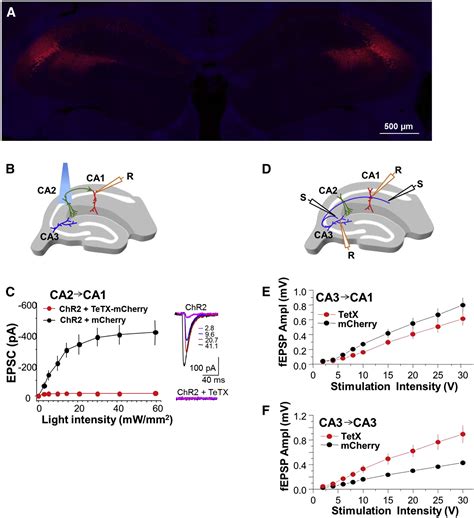 Chronic Loss Of Ca2 Transmission Leads To Hippocampal Hyperexcitability