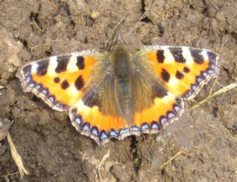 Small Tortoiseshell Butterflies Birdforum