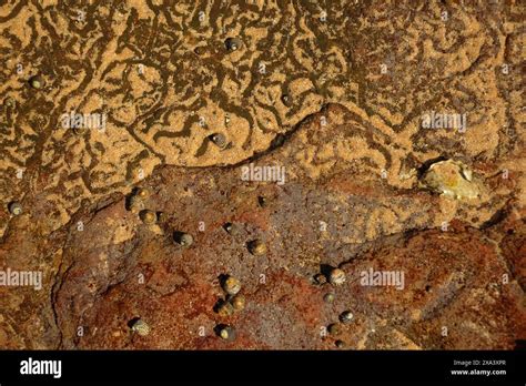 On The Rock Shelf At North Narrabeen Organic Patterns In Sand Red Rock And Pippies A Coastal