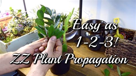 Zamioculcas Zamiifolia Propagation Zz Plant Zamioculcas Zamiifolia