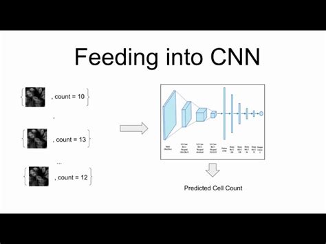 Machine Learning For Cell Counting Reason Town