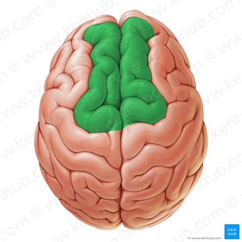 Superior Frontal Gyrus Gyrus Frontalis Superior Image Paul Kim