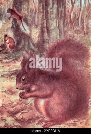 Illustrated By Edward Adrian Wilson 1872 1912 From The Book A