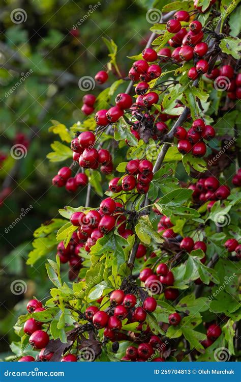 Espina Dorsal Con Fruto Rojo Crataegus Monogyna Fondo Natural Imagen