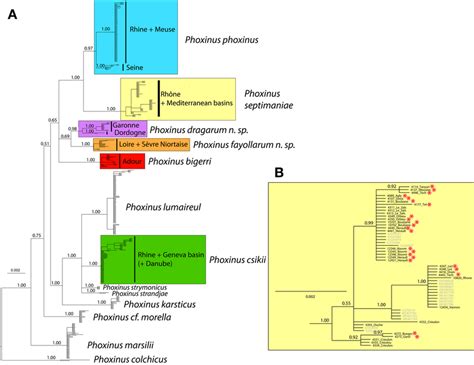 Phylogenetic Tree By Bayesian Inference With The Coi Marker 592 Bp