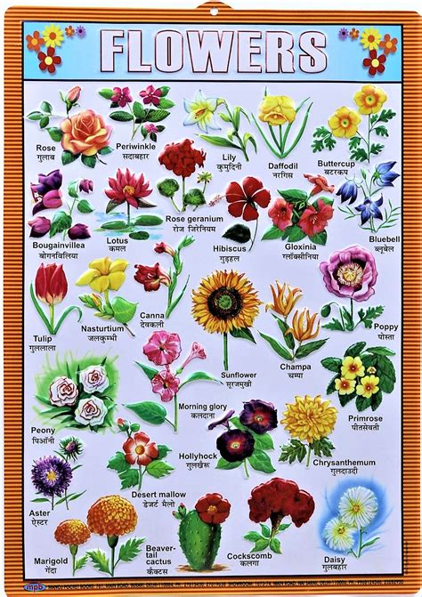 Flower Chart Large Vibrant Color Chart For Flowers Words In Englis
