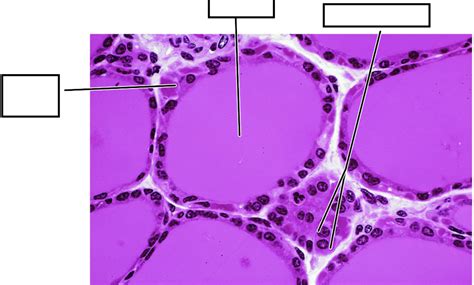 Thyroid Histo Diagram Quizlet