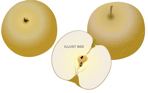 無料イラスト 梨（透過png）