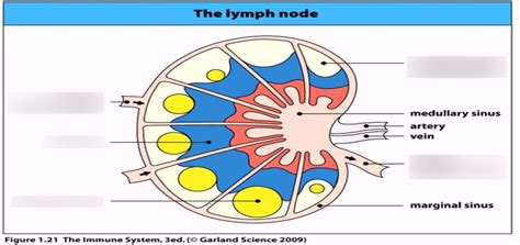 Lymph Node Structure Diagram Quizlet