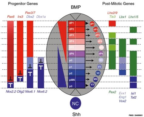 Developmental Signals Sonic Hedgehog Embryology