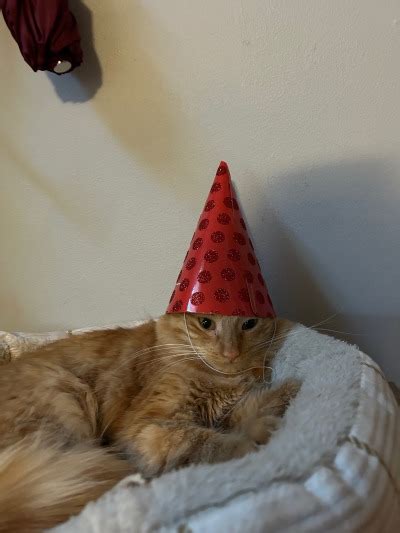 Silly Tumbex