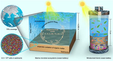 The Structure Comparison Of The Marine Microbial Ecosystems And The